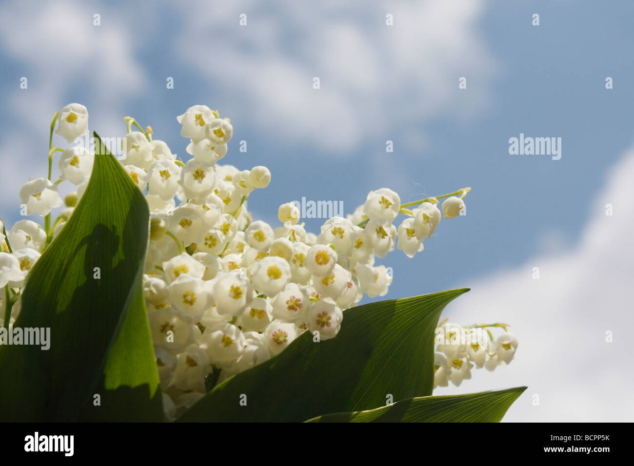 Lily of the valley Convallaria majalis a large bouquet of white ...
