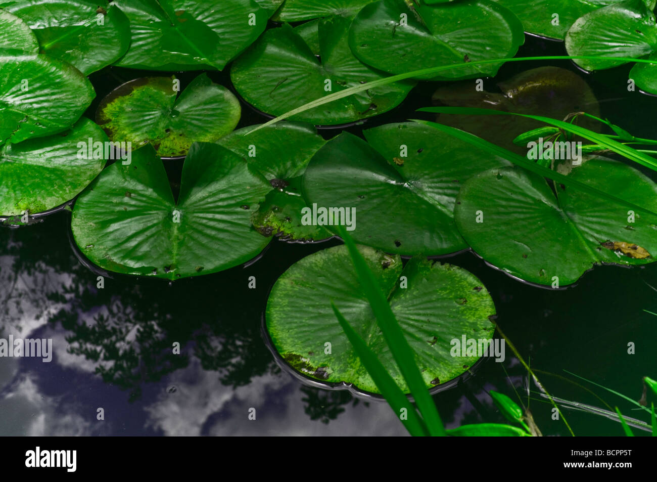 Lily Pads in a pond Stock Photo - Alamy