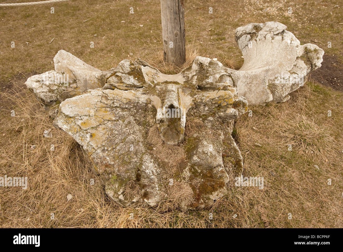 A WHALE VERTEBRAE IN ANVIL CITY SQUARE NOME ALASKA Stock Photo - Alamy