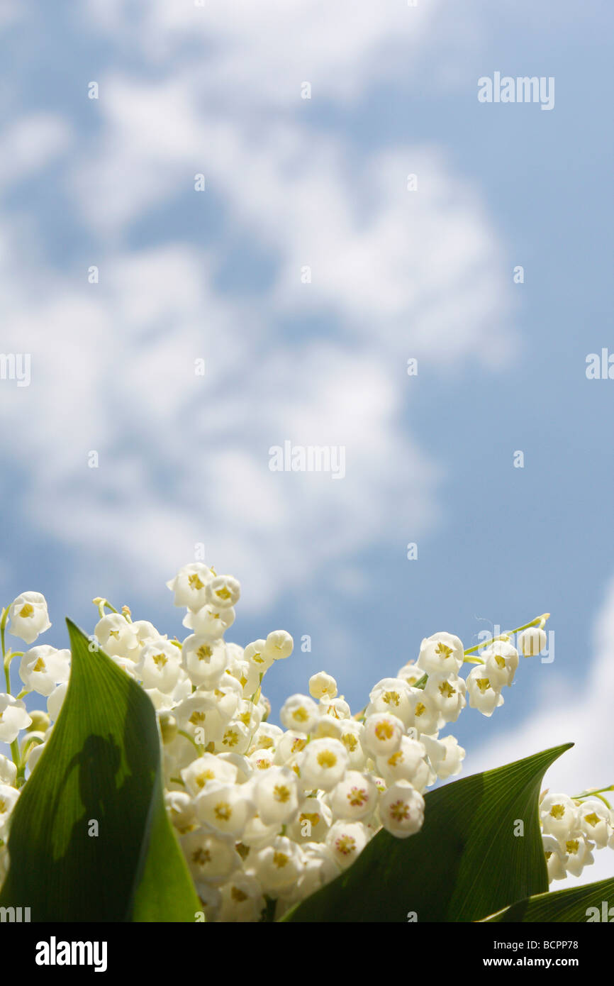 Lily of the valley Convallaria majalis a large bouquet of white ...