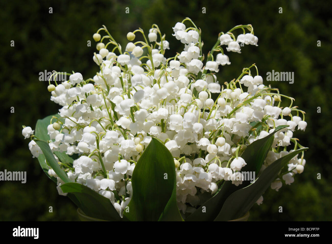 Plant out plant wallflowers hi-res stock photography and images - Alamy
