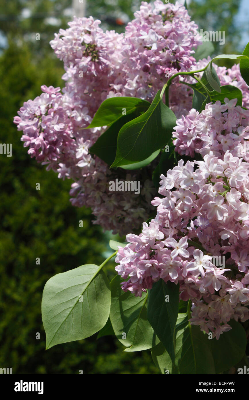 Common purple lilac syringa vulgaris hi-res stock photography and ...