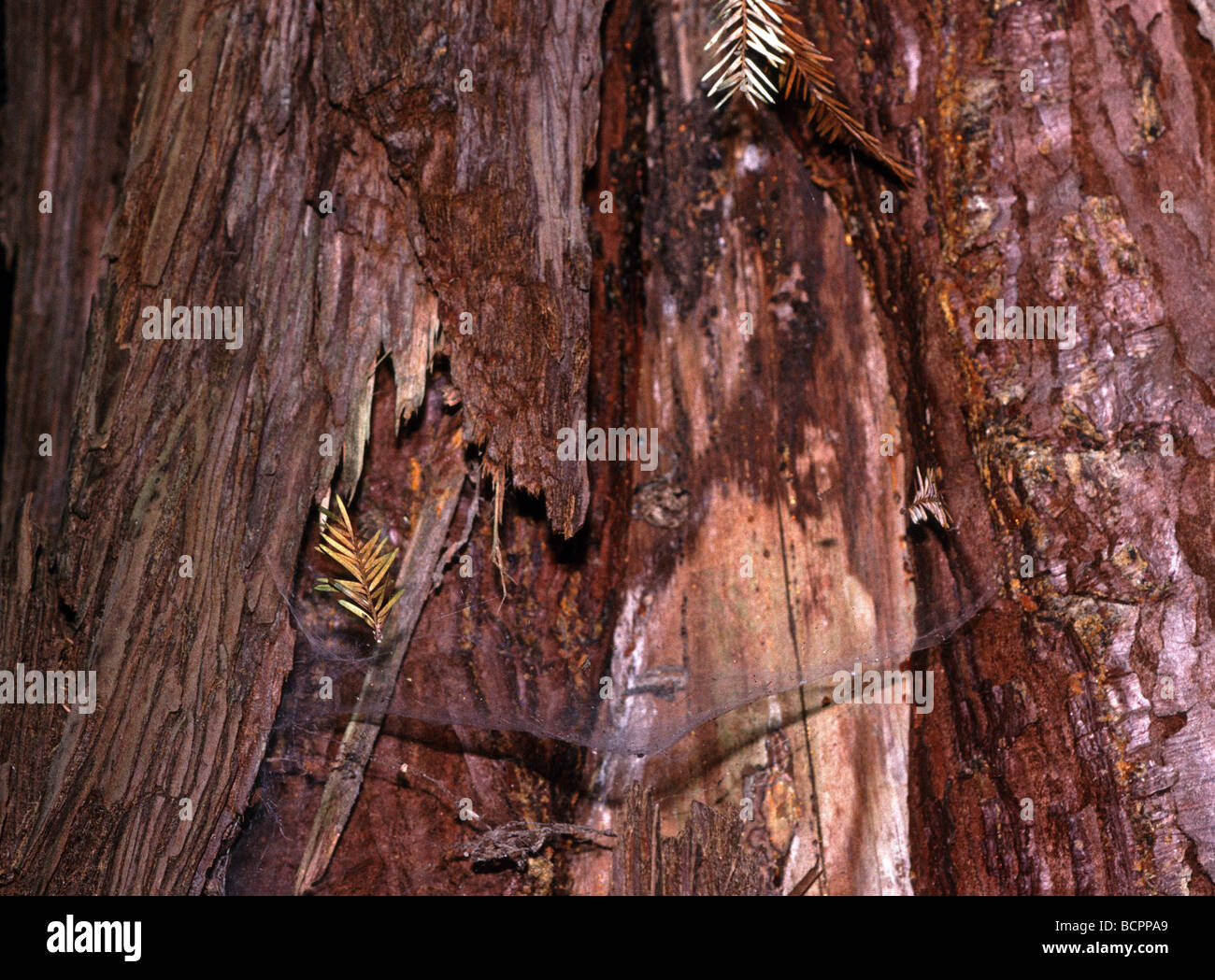 Spider on tree hi-res stock photography and images - Alamy