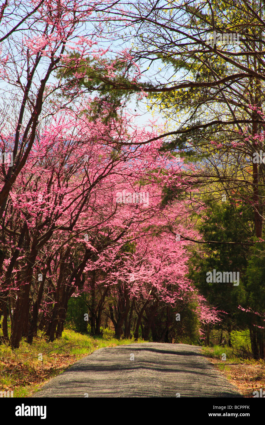 Appalachian redbud hi-res stock photography and images - Alamy