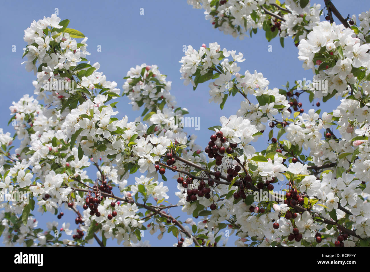 Common Malus Floribunda Japanese Crabapple Rosaceae tree blooming with ...