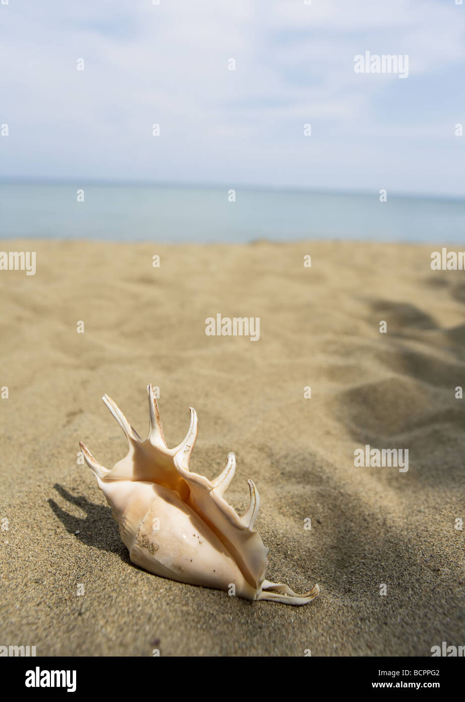 Seashell on sandy beach Stock Photo - Alamy