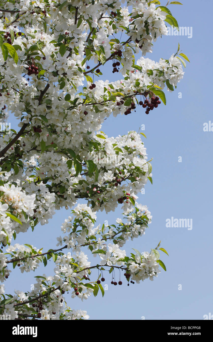 Common Malus Floribunda Japanese Crabapple Rosaceae tree blooming with ...
