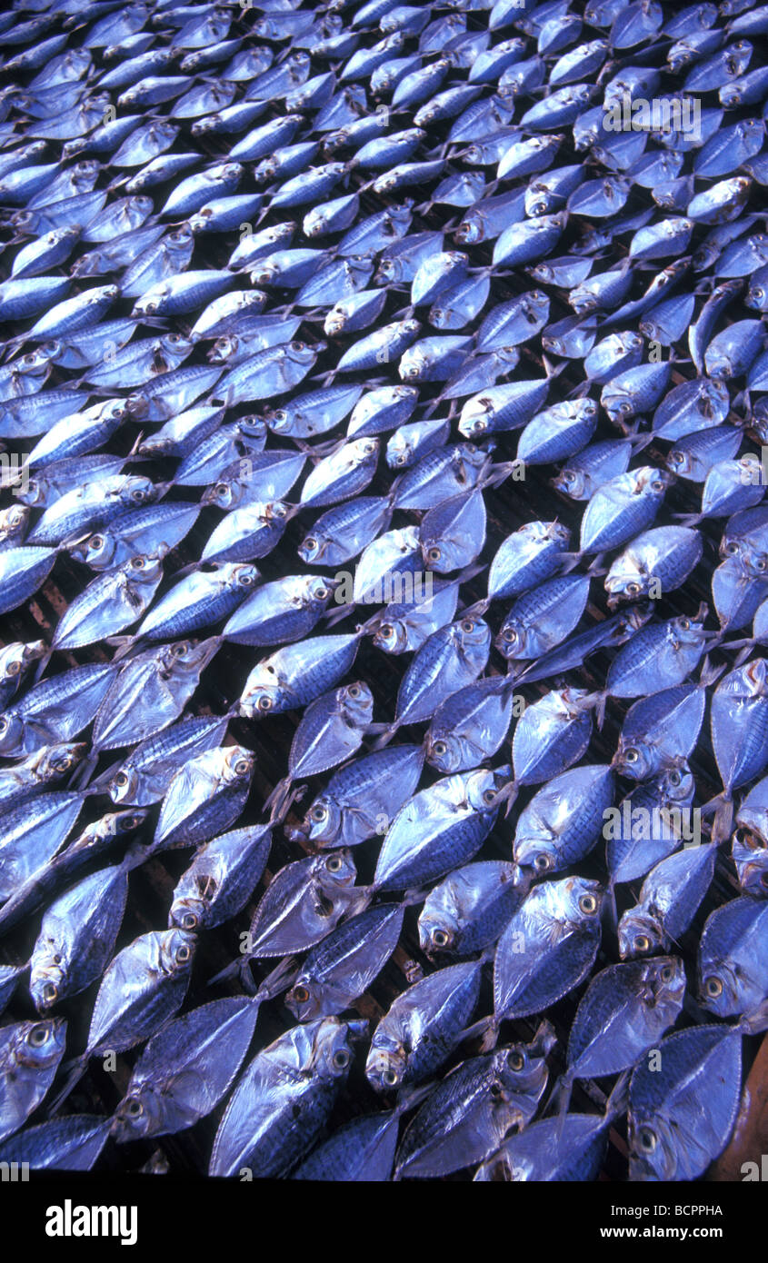 dried fish honda bay palawan philippines Stock Photo - Alamy