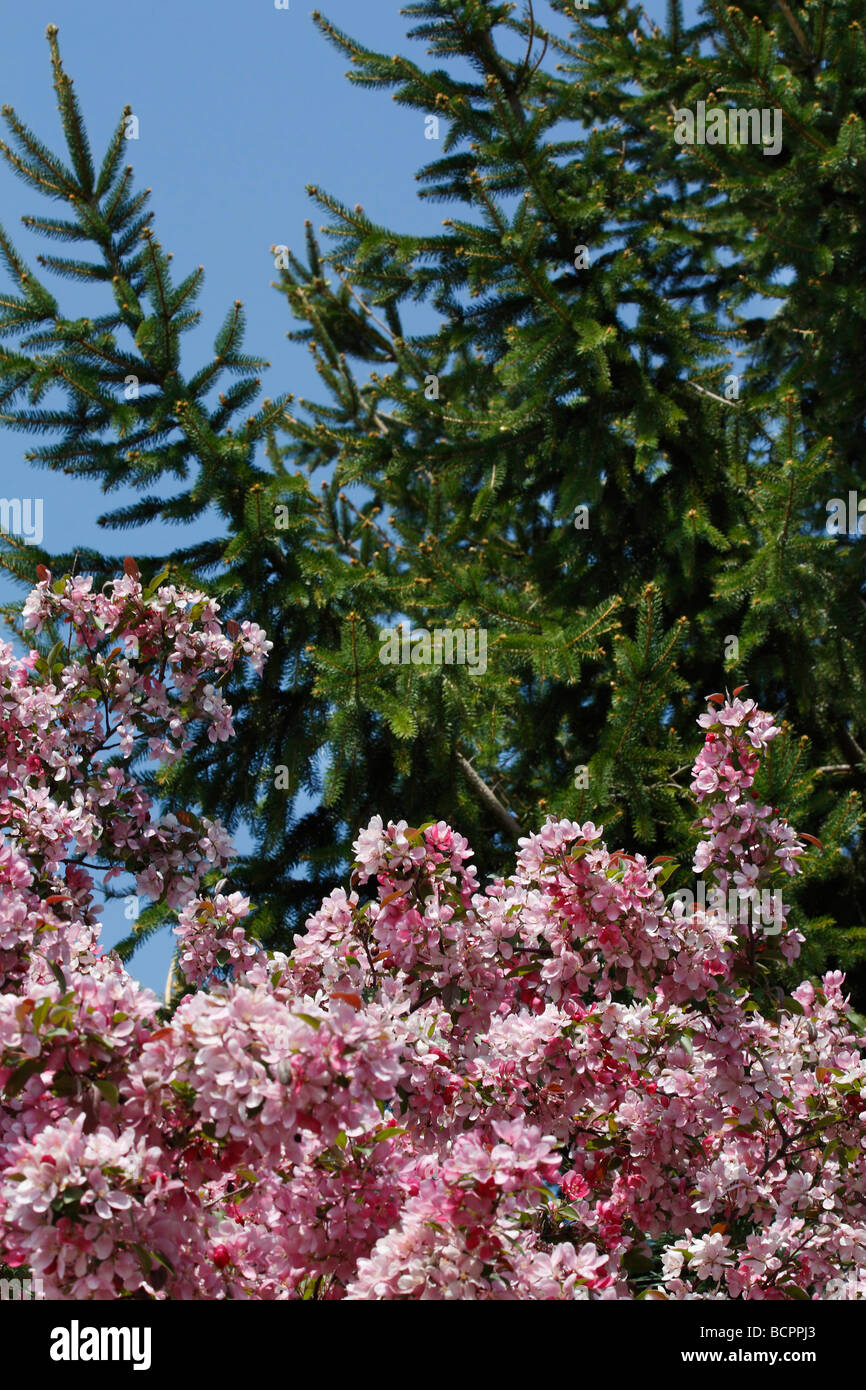 Malus Floribunda Japanese Crabapple Rosaceae tree blooming with pink ...