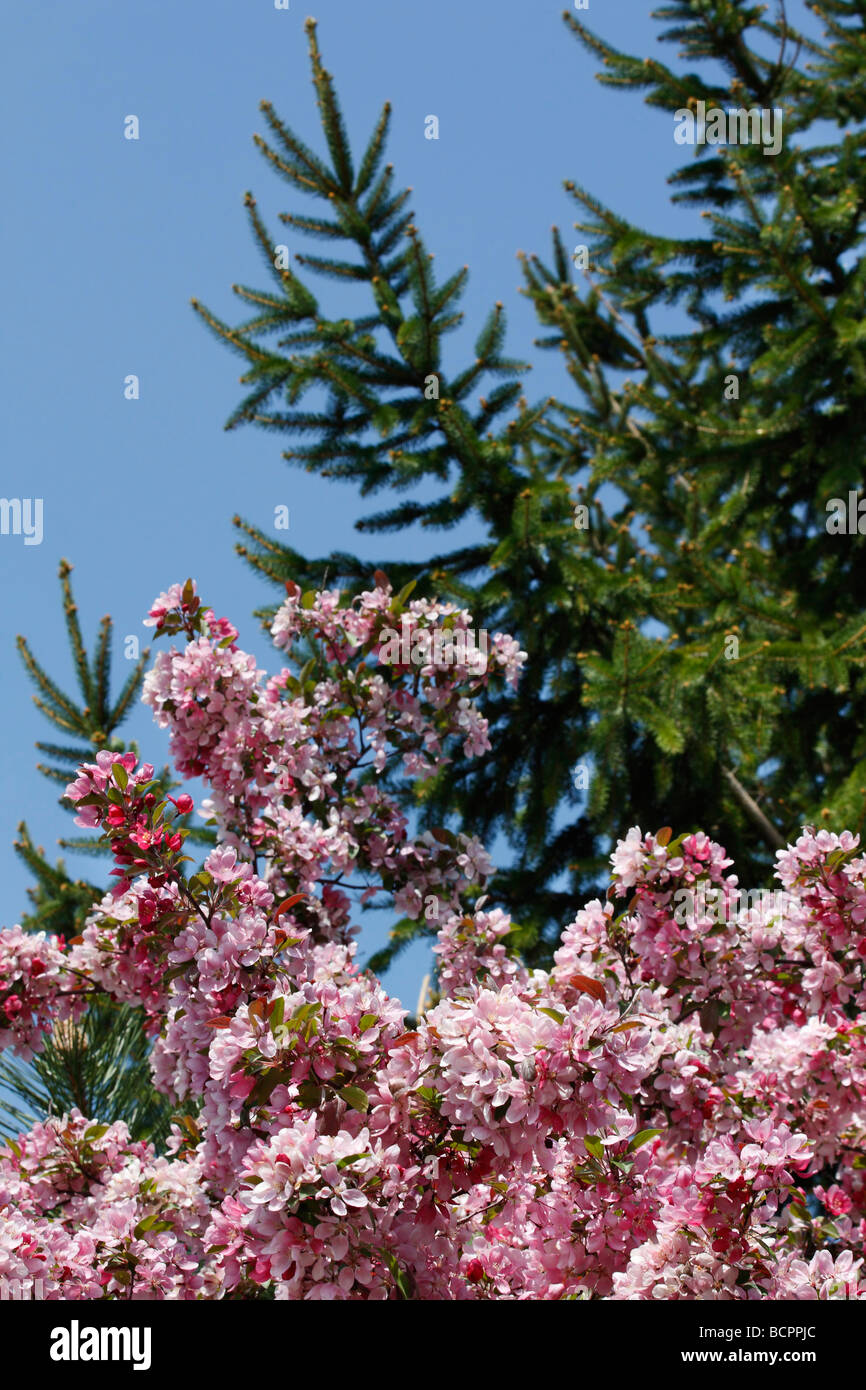 Artistic apple tree hi-res stock photography and images - Alamy