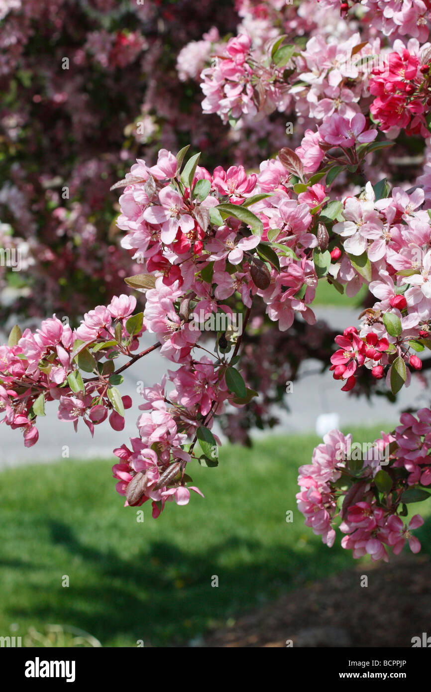 Blooming full pink Crabapple tree still life of Crab apple flowers full ...