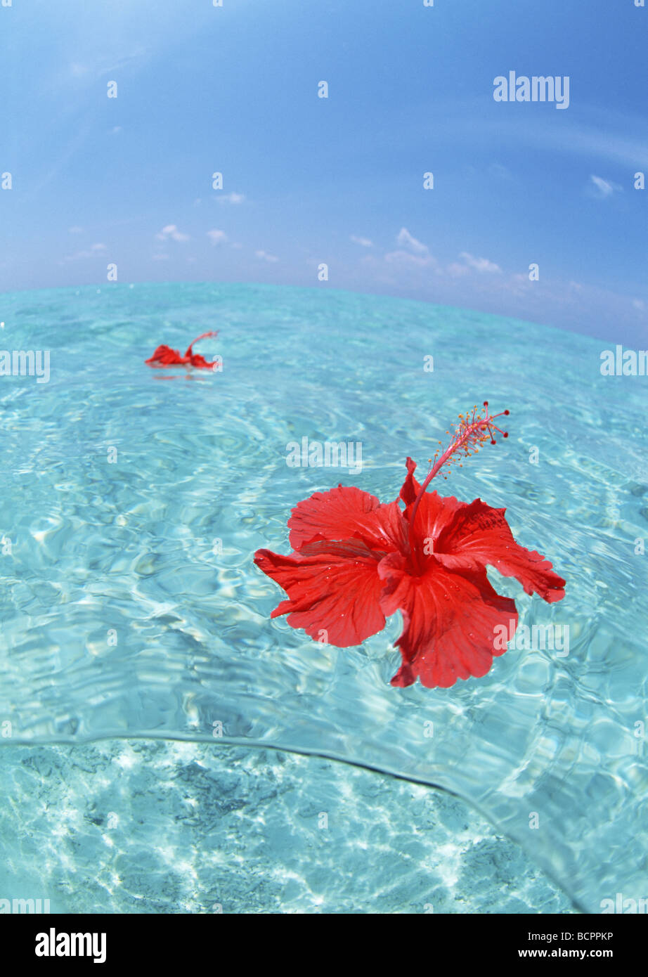 Hibiscus floating on the sea Stock Photo - Alamy