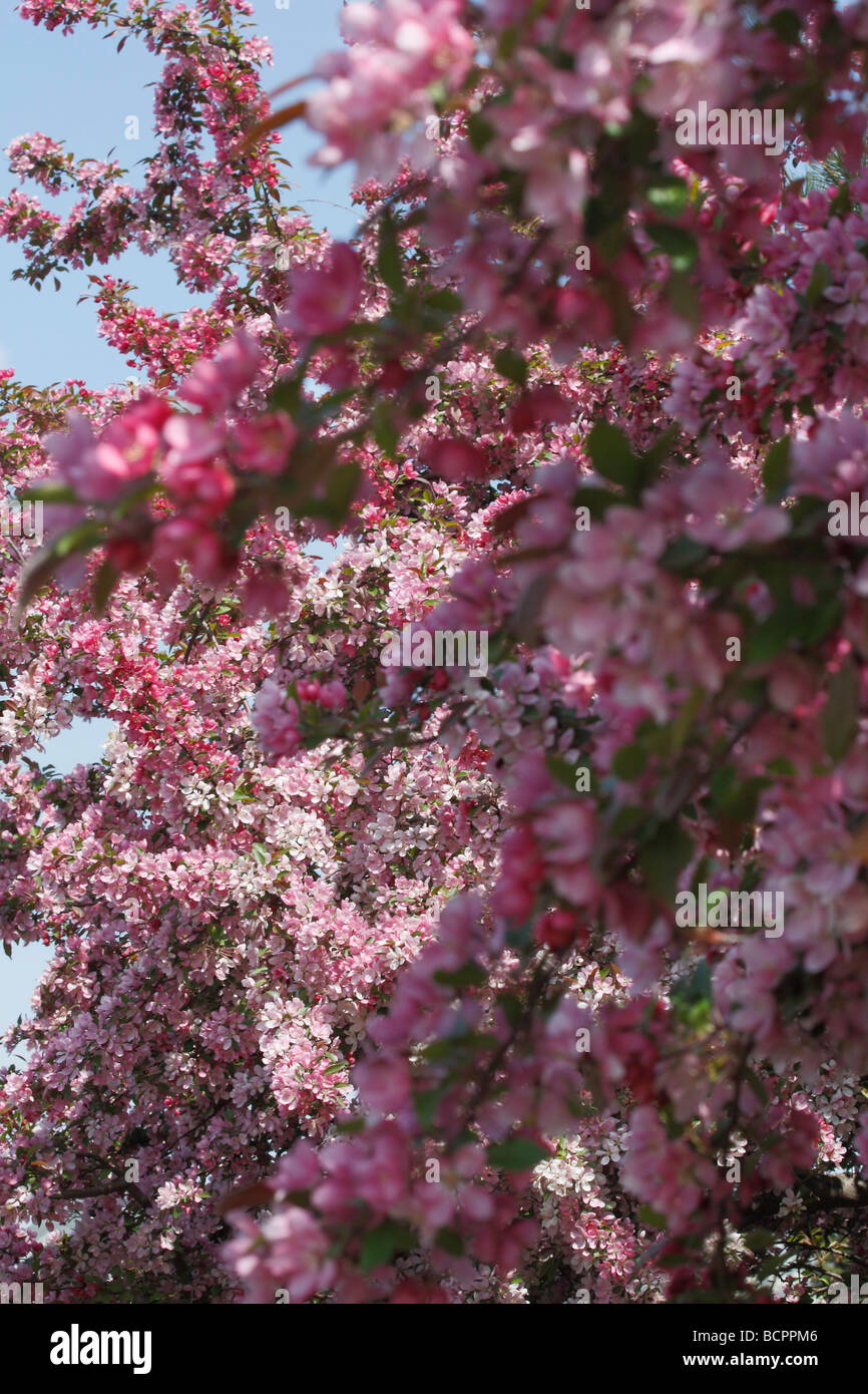 Blooming full pink Crabapple tree still life of Crab apple flowers full ...