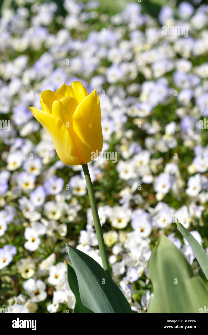 Single yellow tulip against white flowery background Stock Photo - Alamy