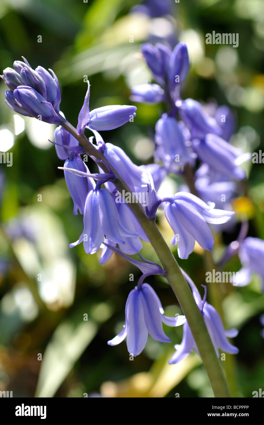 Bluebell flower close-up Stock Photo - Alamy