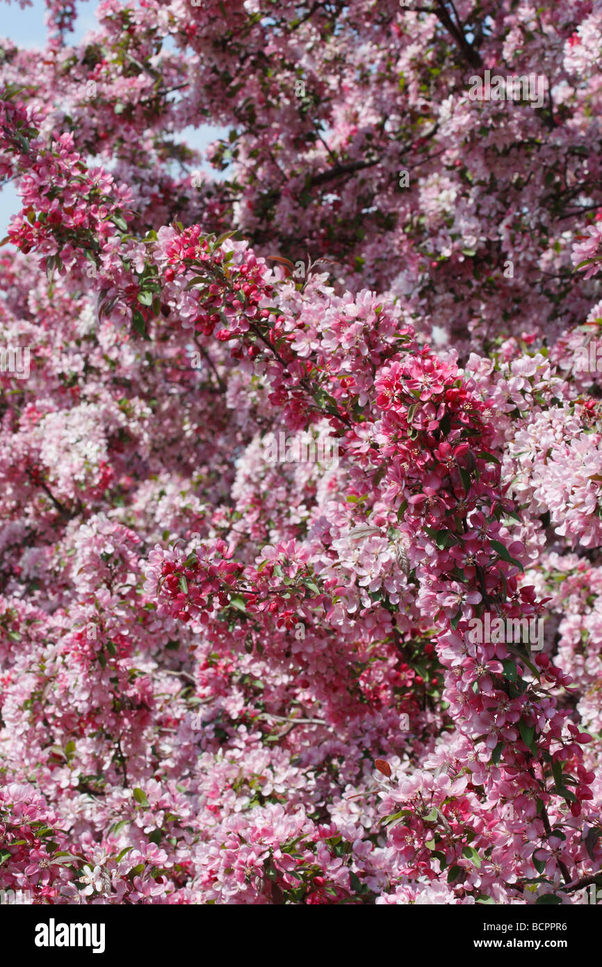 Blooming full pink Crabapple tree still life of Crab apple flowers full ...