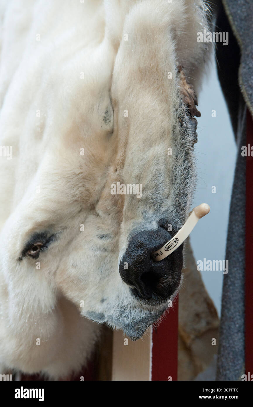 Polar bear head hi-res stock photography and images - Alamy