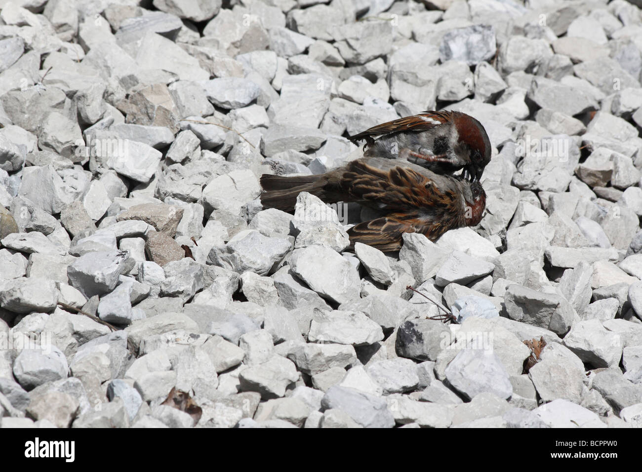 Sparrows hi res hi-res stock photography and images - Alamy