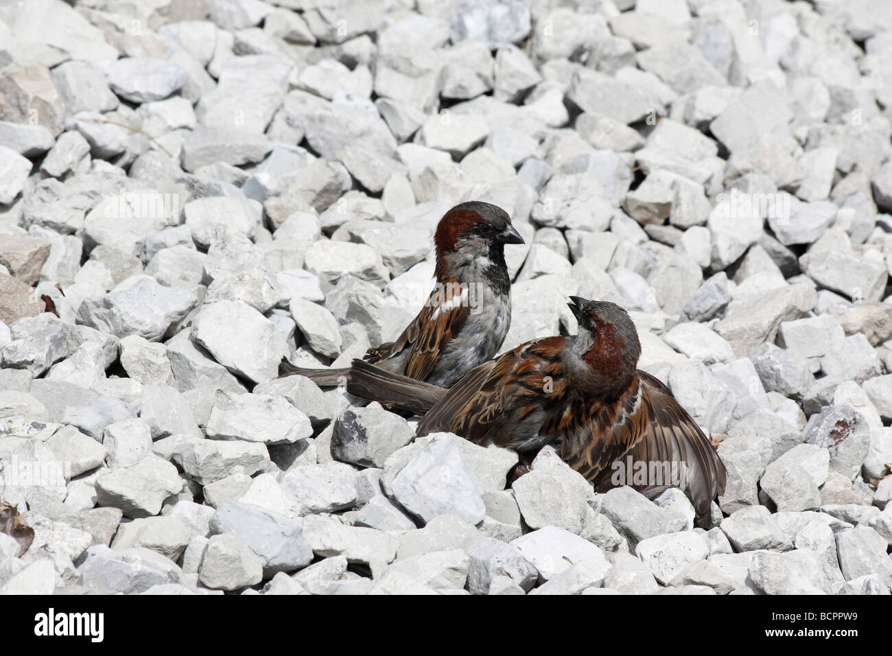 View of two playing sparrows on stones on the ground nobody hi-res ...