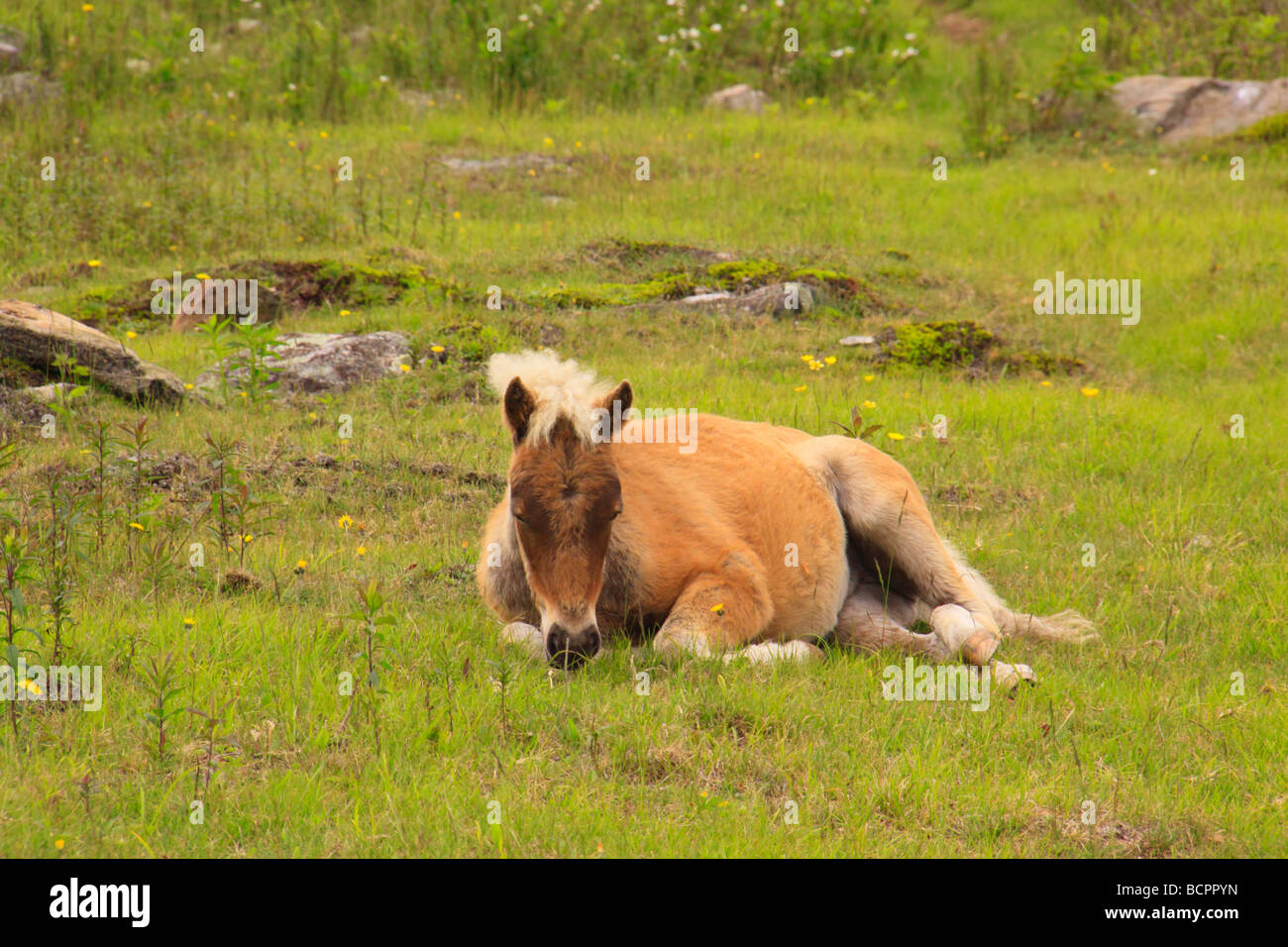 Wild colt along Appalachian Trail Grayson Highlands State Park Virginia ...