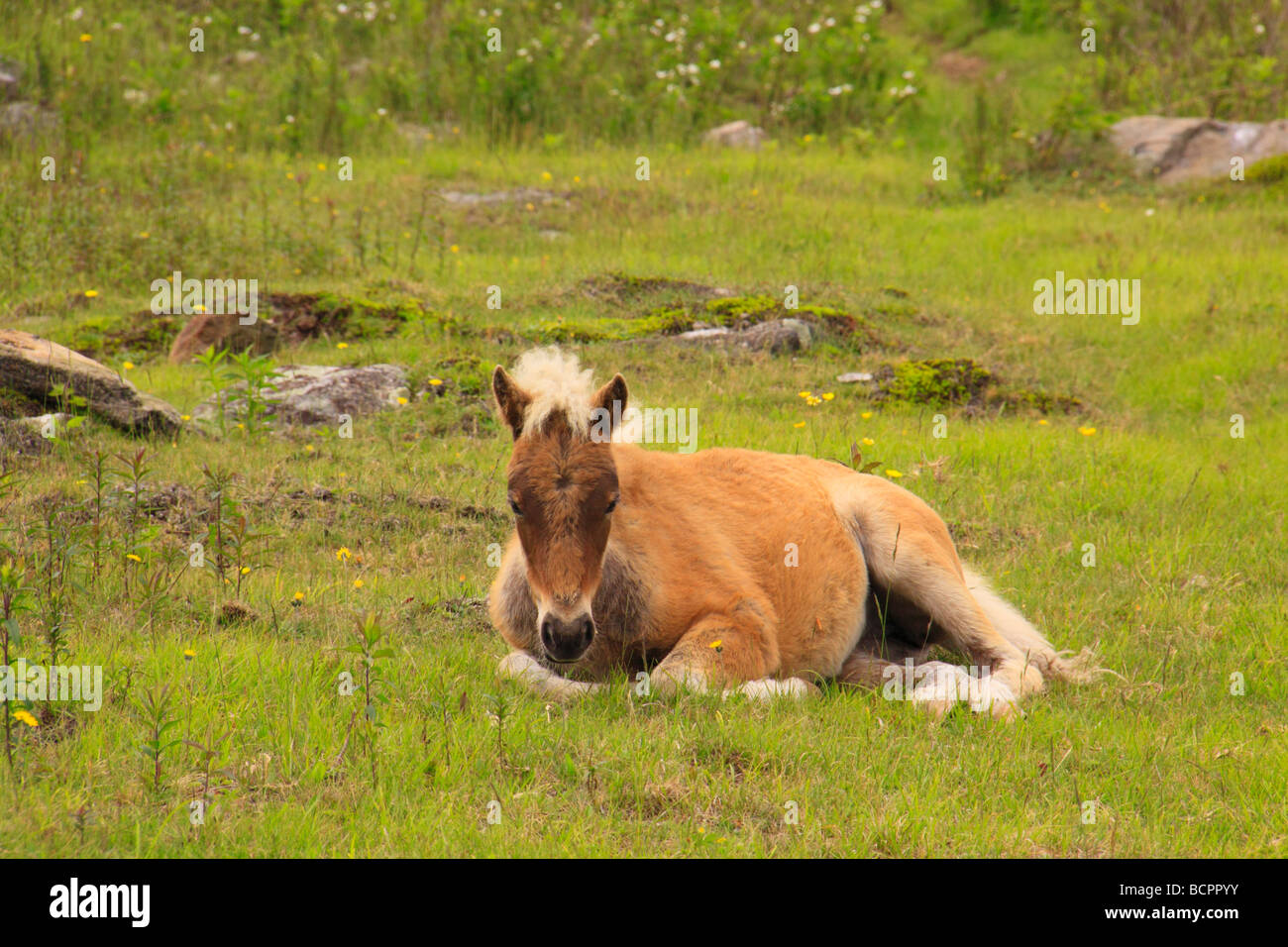 Wild colt along Appalachian Trail Grayson Highlands State Park Virginia ...