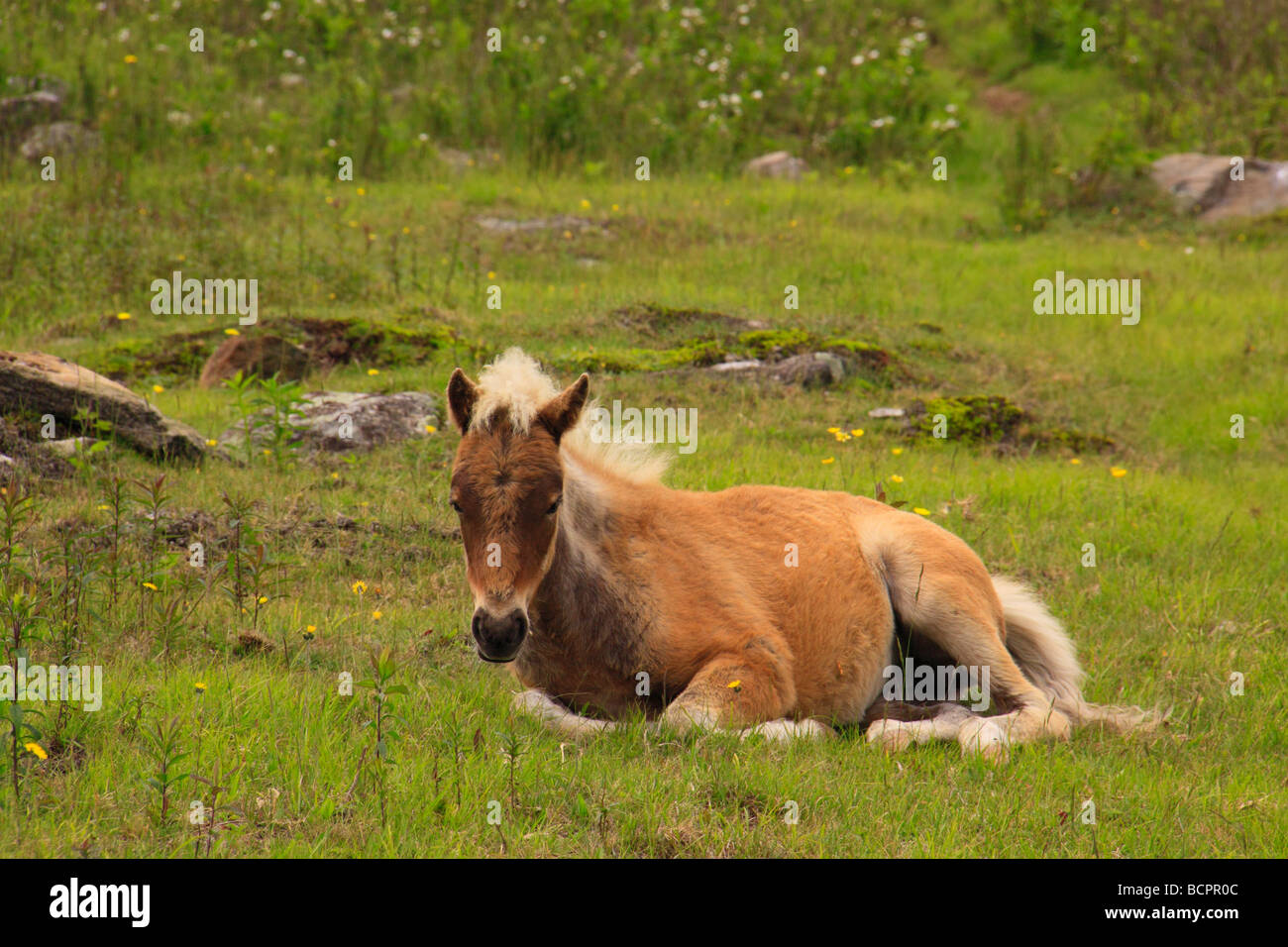 Wild colt along Appalachian Trail Grayson Highlands State Park Virginia ...