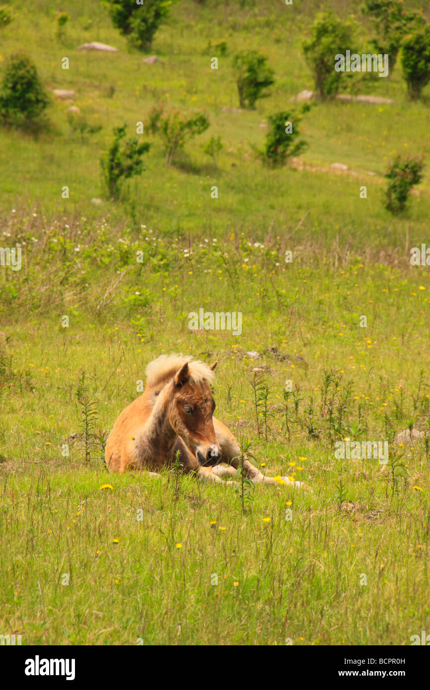 Wild colt along Appalachian Trail Grayson Highlands State Park Virginia ...