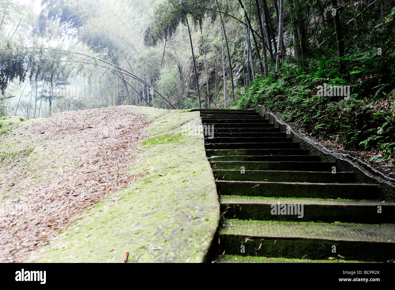Moss covered stone path in Bamboo Sea, Lizhuang Ancient Town, Sichuan ...
