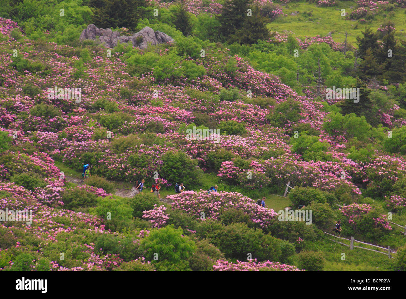 Hikers in Rhododendron Gap Mount Rogers National Recreation Area ...