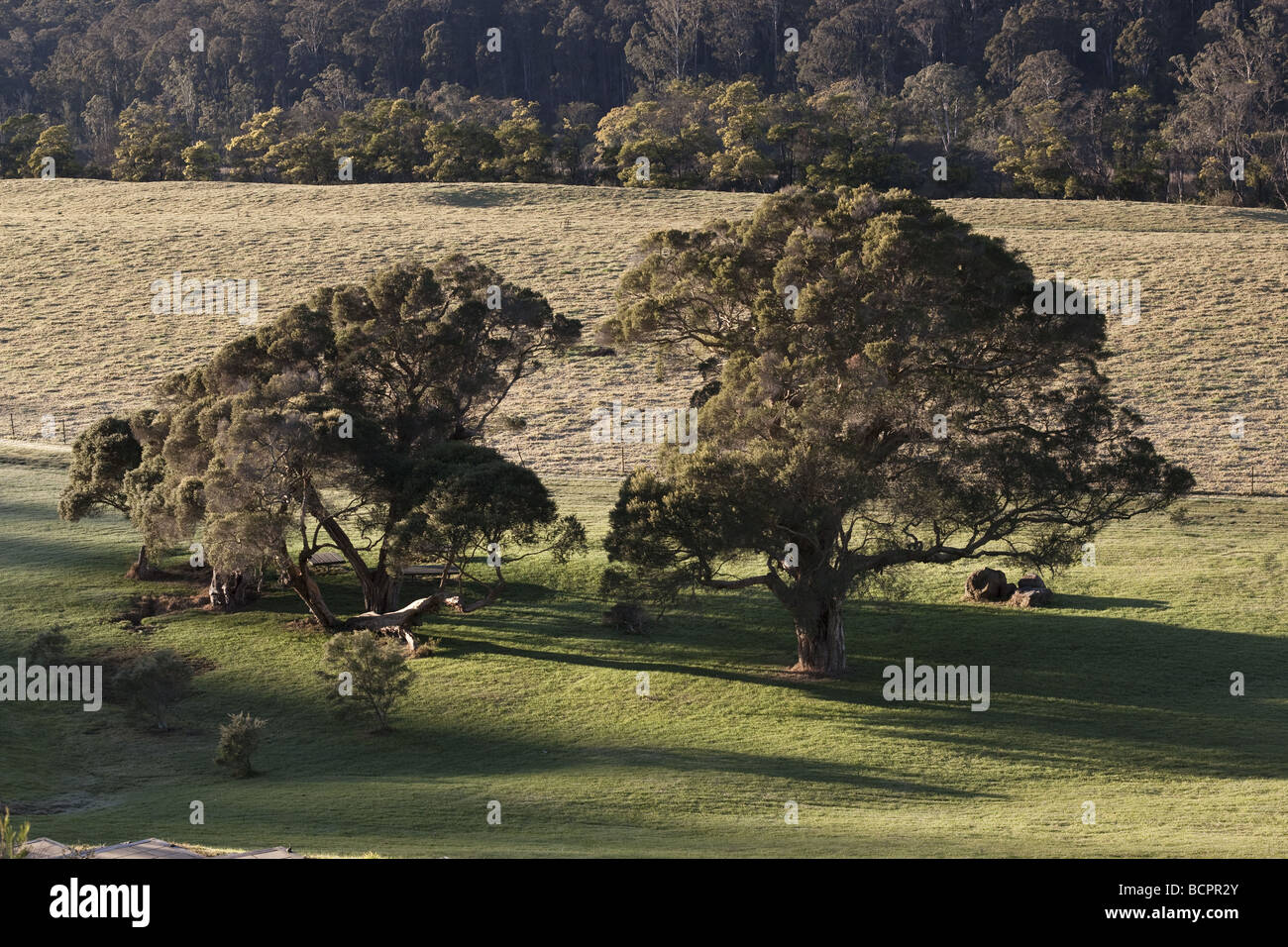 Two trees field hi-res stock photography and images - Alamy