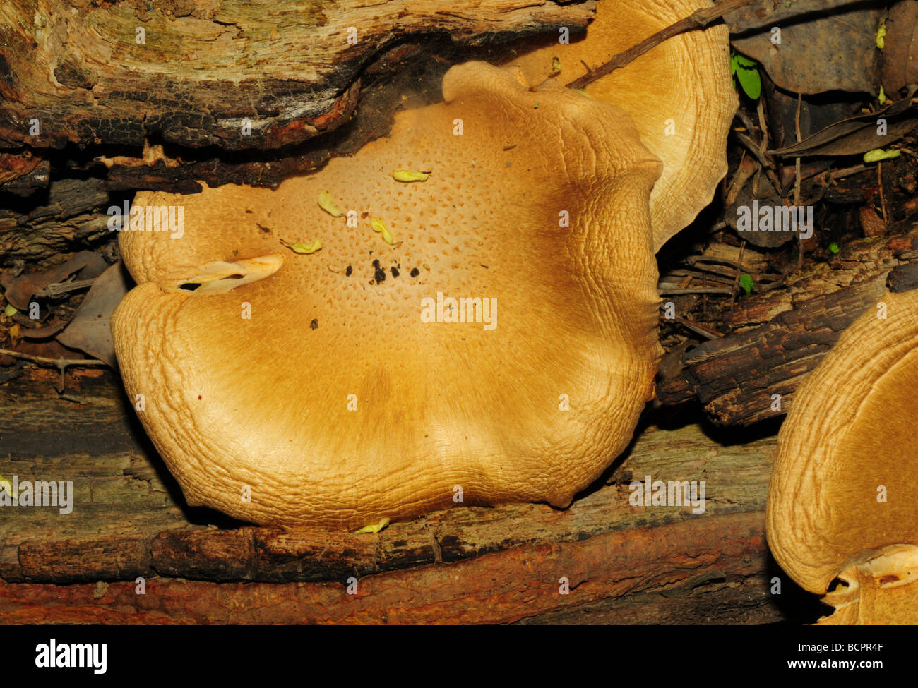 yet unidentified greek mushroom on tree root in royal garden Stock ...