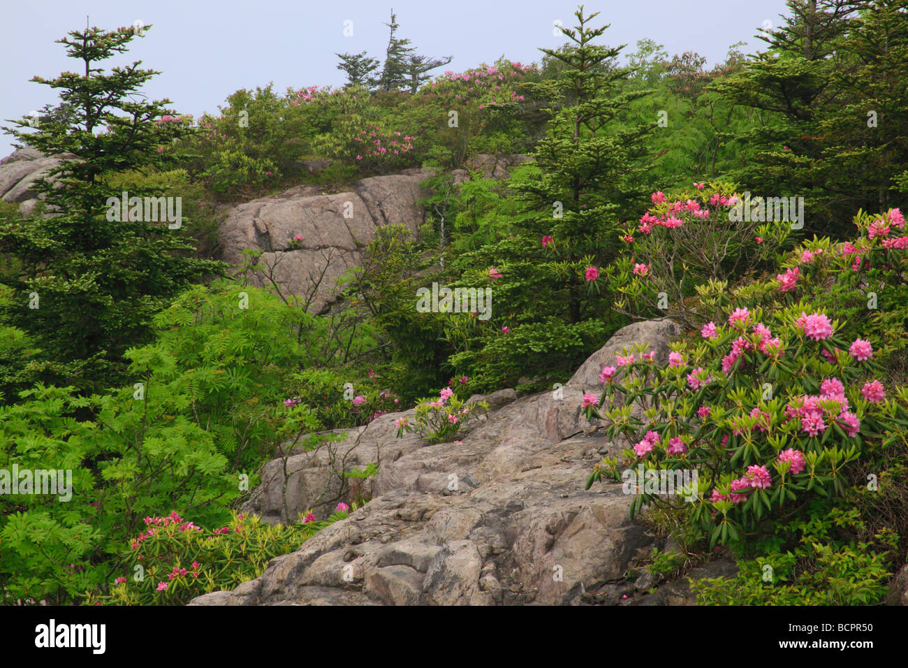 Rhododendron along Appalachian Trail Mount Rogers National Recreation ...
