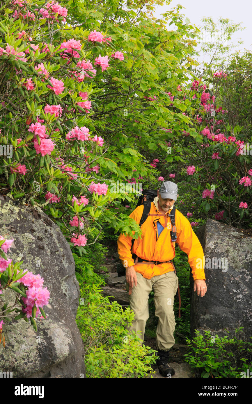 Hikers on Appalachian Trail Mount Rogers National Recreation Area ...