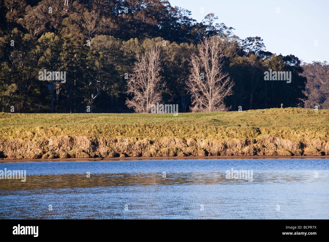 Two dead trees hi-res stock photography and images - Alamy