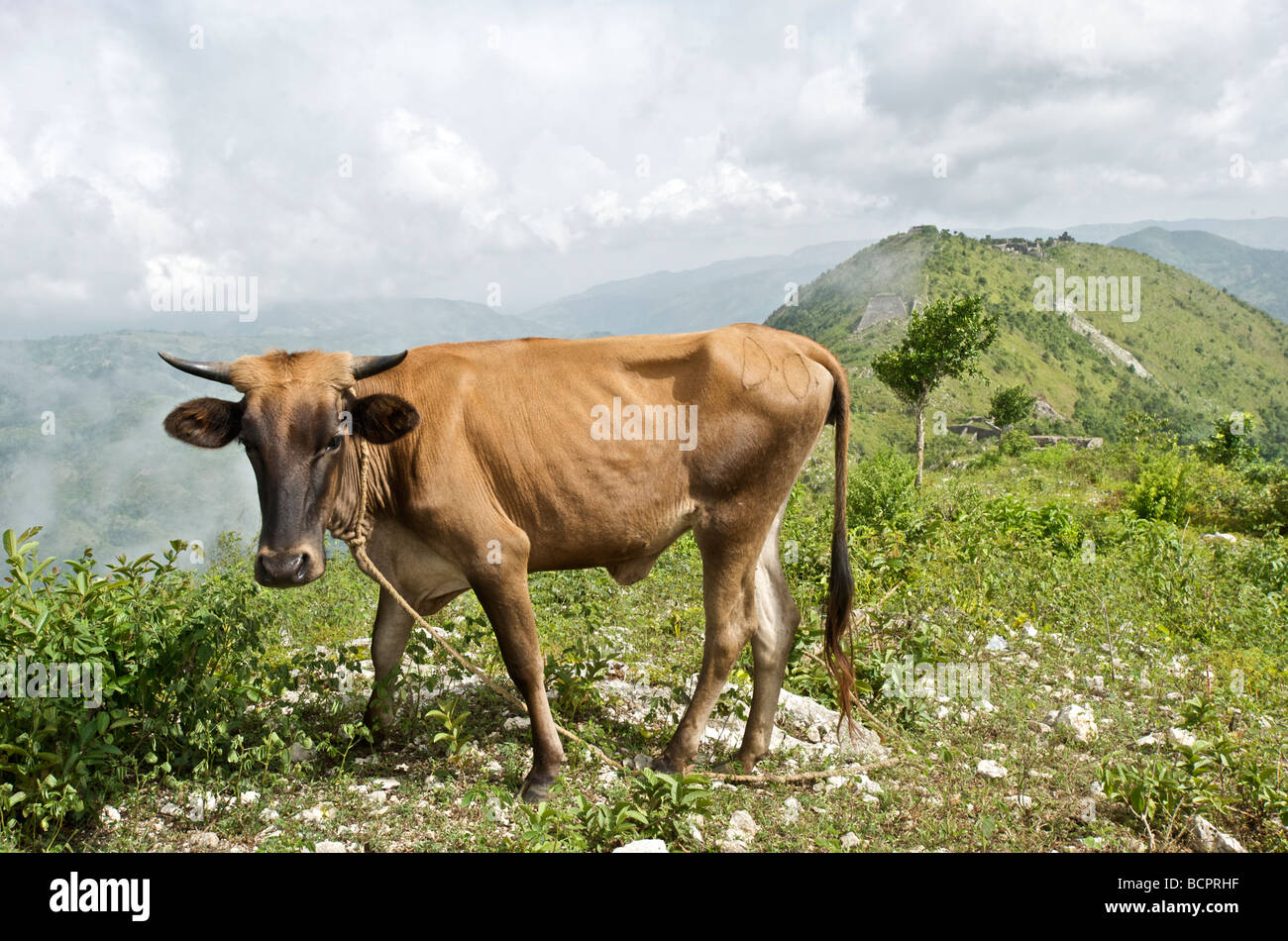 Skinny ribs hi-res stock photography and images - Alamy