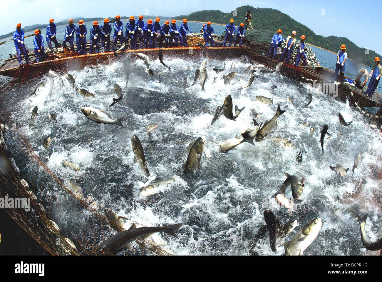 Fish jumping out of water while fishermen pull the net, Thousand Island ...