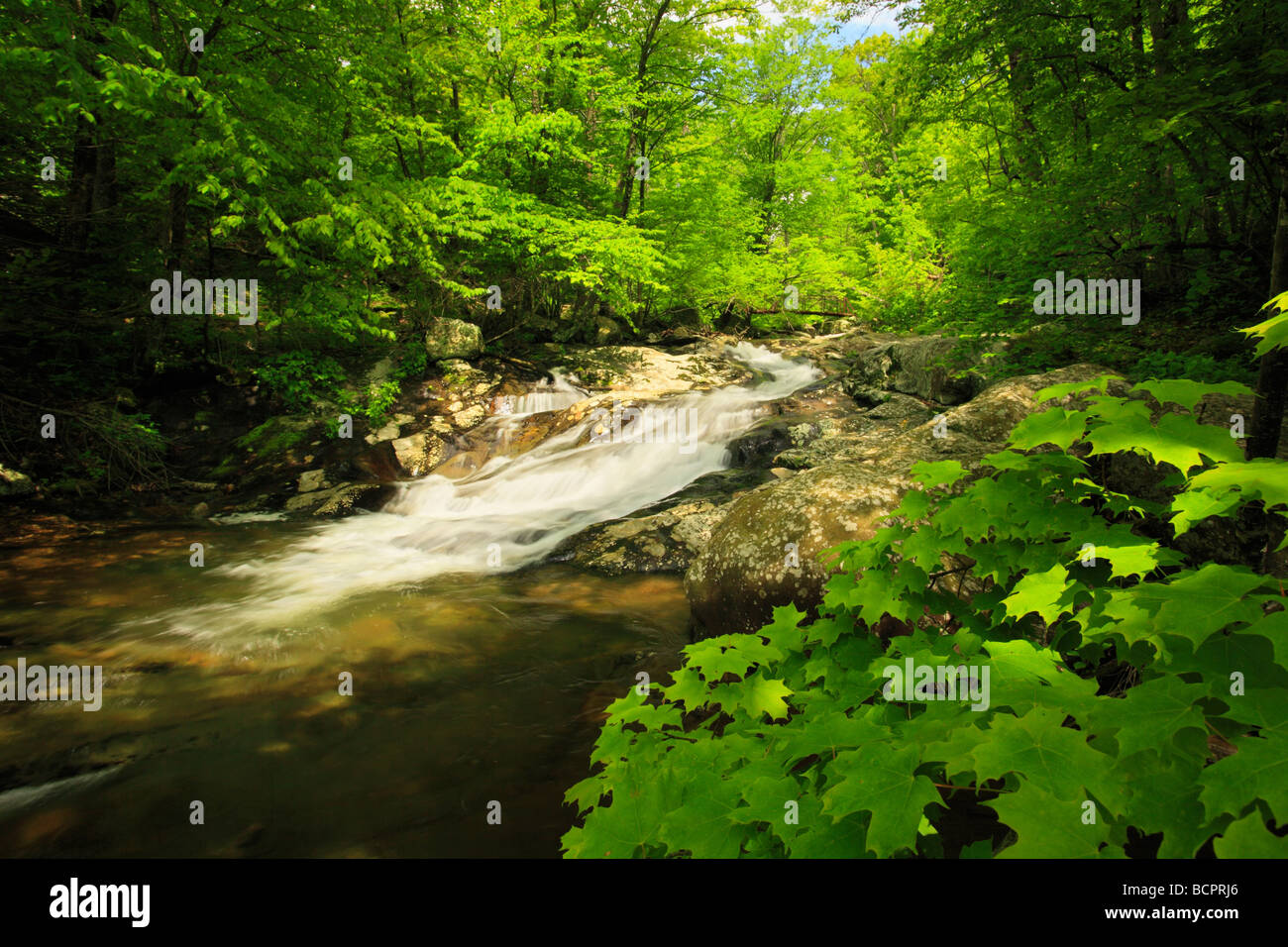 White Oak Canyon Stream Shenandoah National Park Virginia Stock Photo ...
