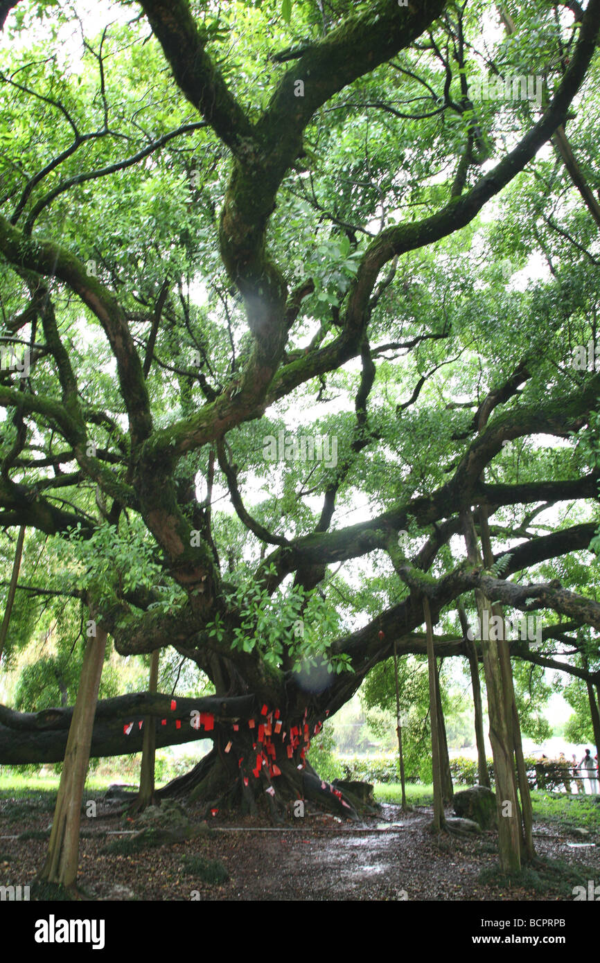The streching branches of Big Banyan Tree supported by large wood logs ...