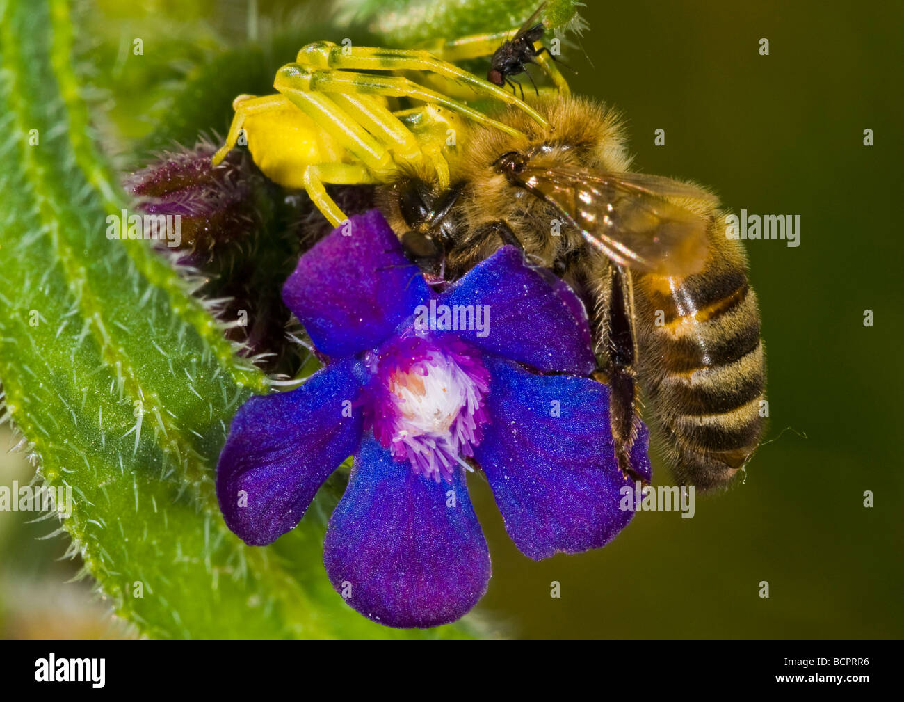 Spider and bee on flower hi-res stock photography and images - Alamy