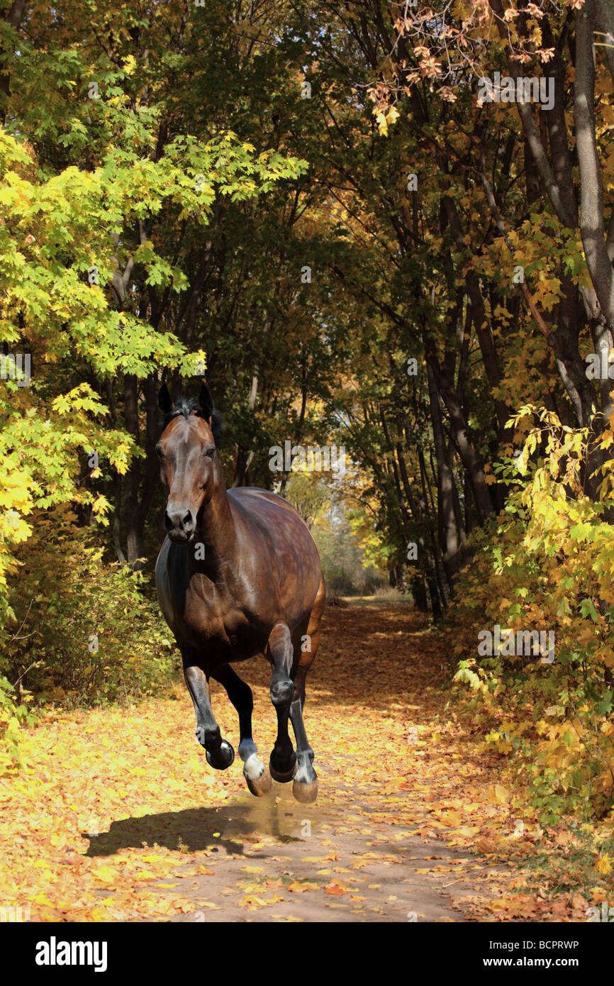 Horse runs among trees with autumn leaves Stock Photo - Alamy