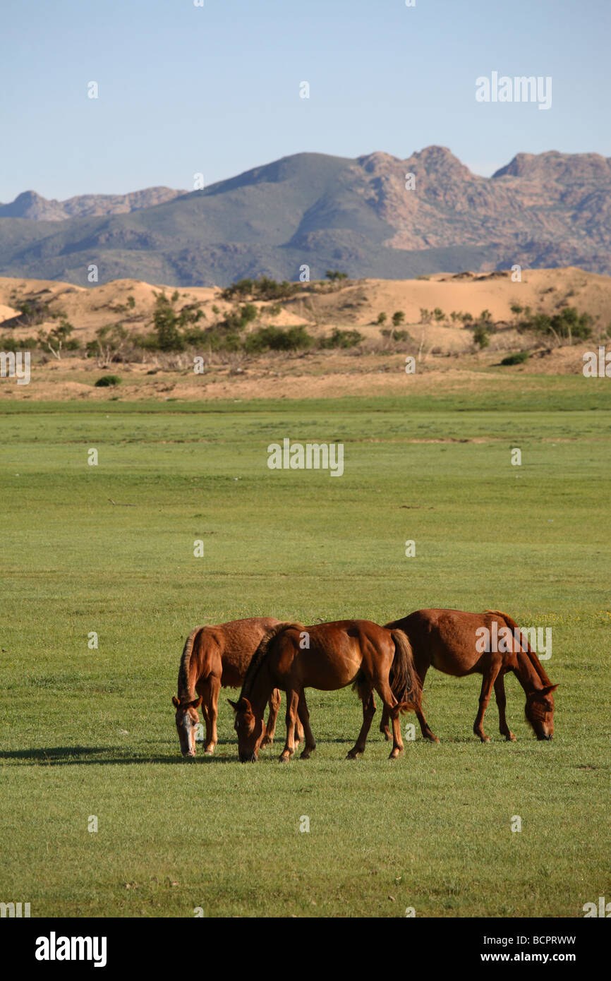 Mongolian horses steppe hi-res stock photography and images - Alamy