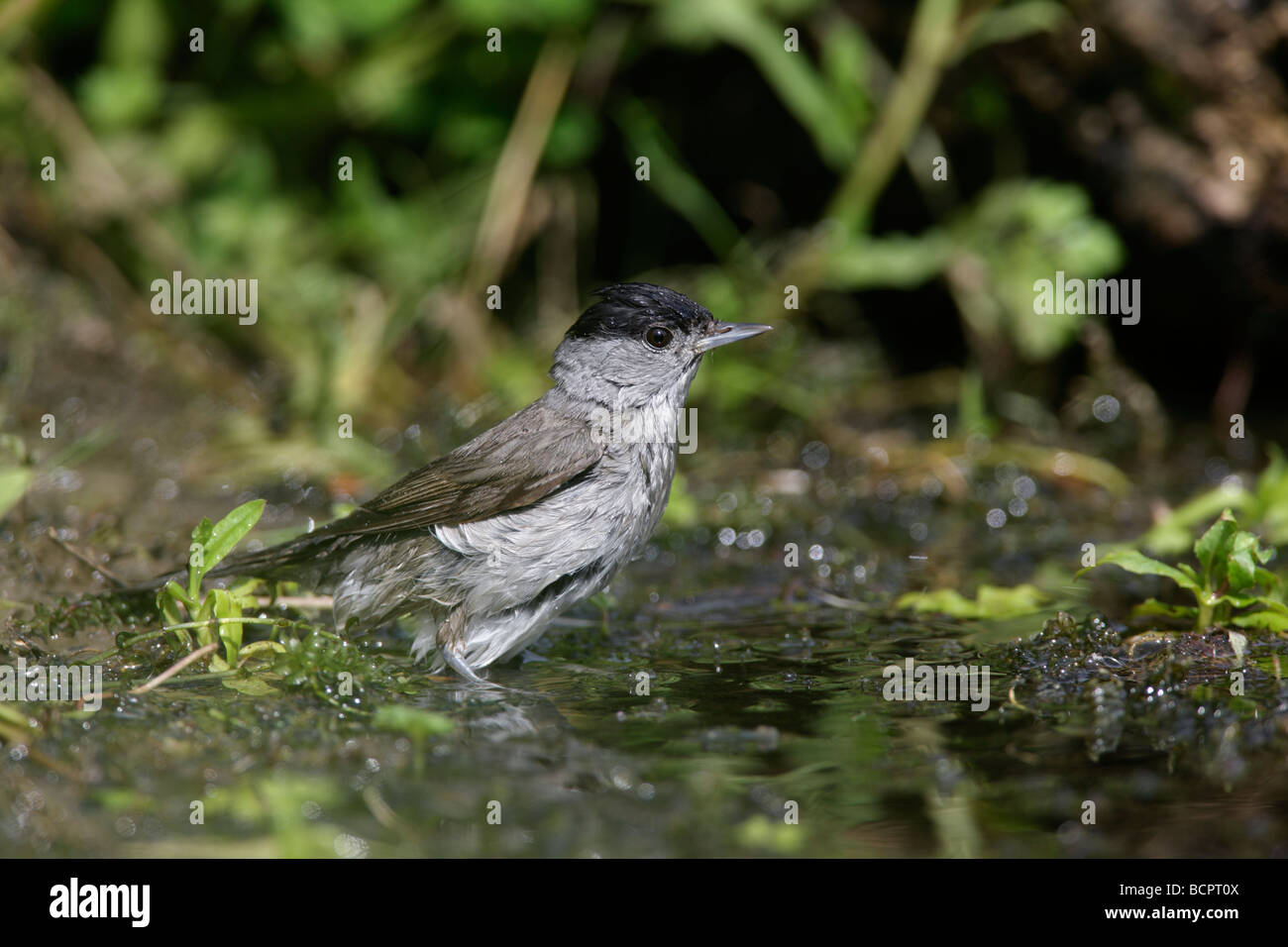 See sylvia hi-res stock photography and images - Alamy
