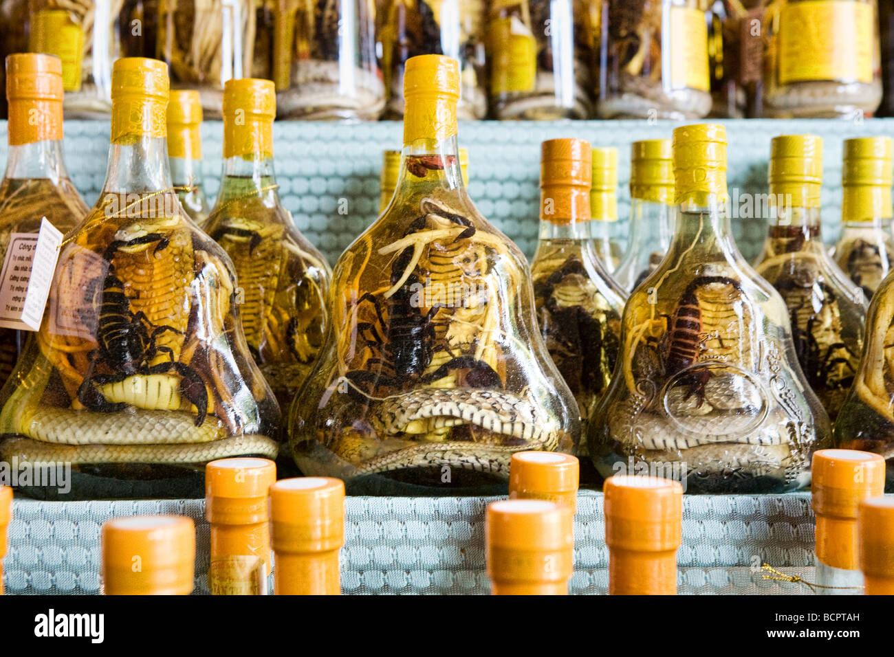 Snake on display hi-res stock photography and images - Alamy