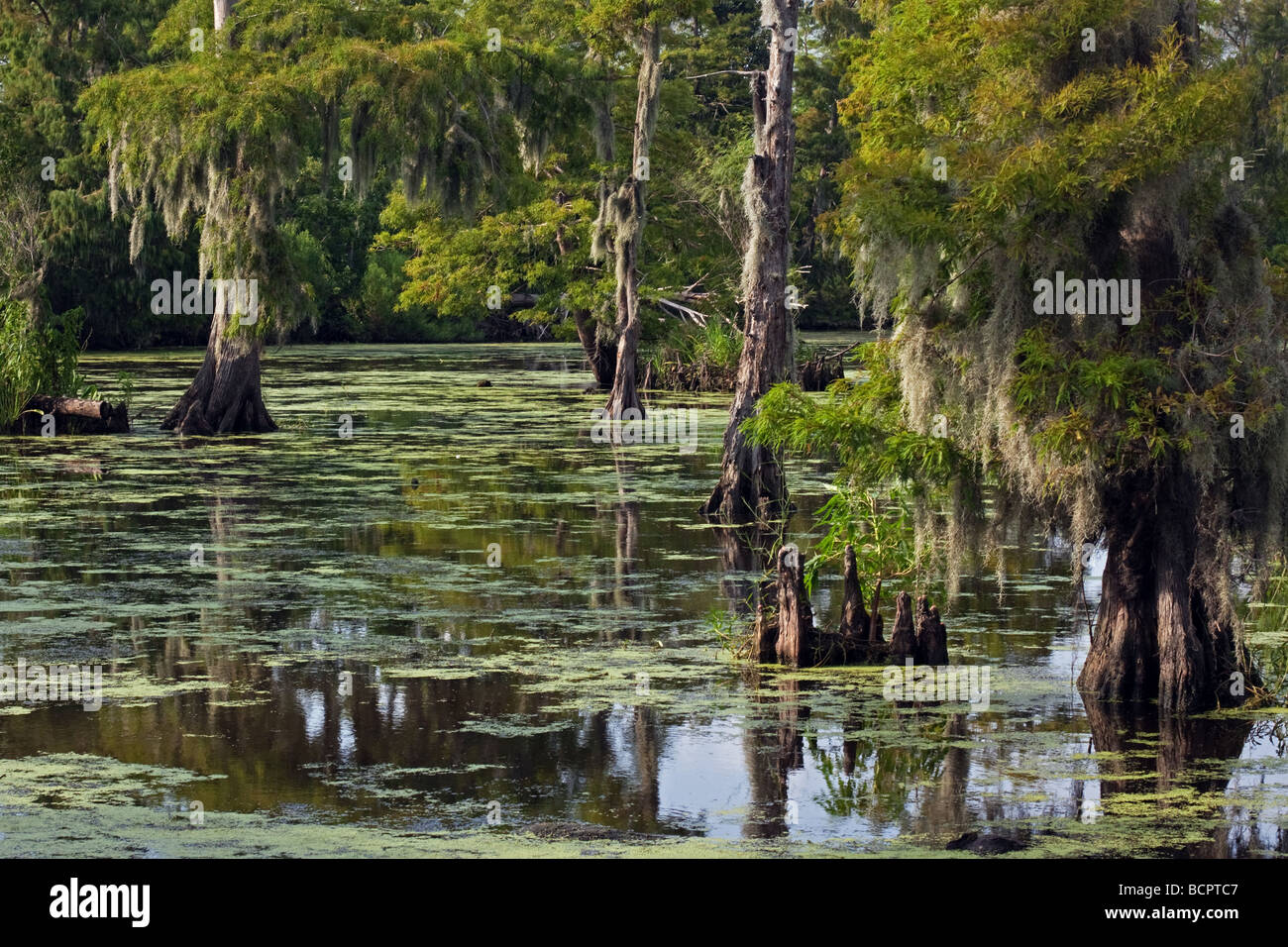 Louisiana swamp hi-res stock photography and images - Alamy
