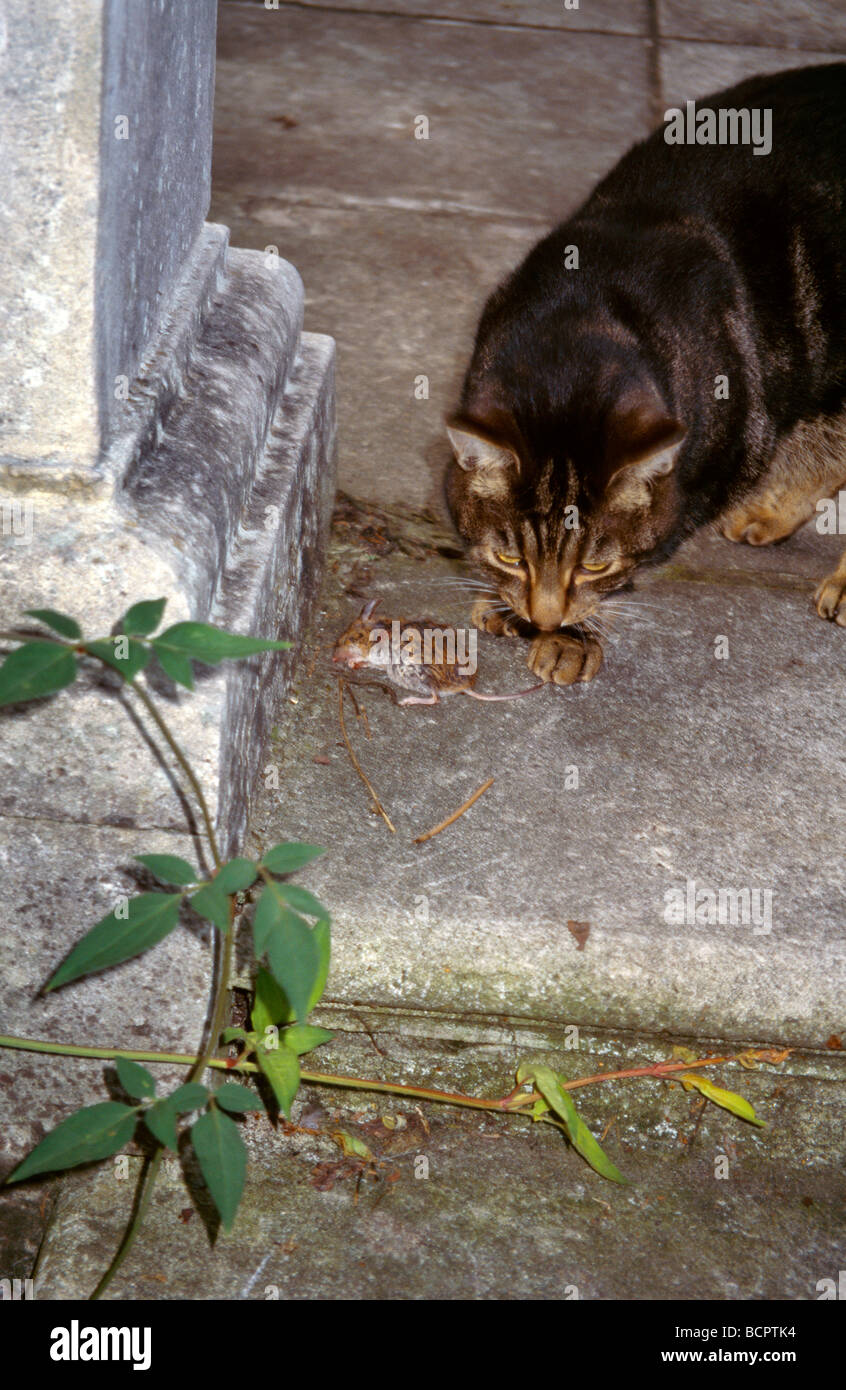 Cat & Mouse Stock Photo - Alamy