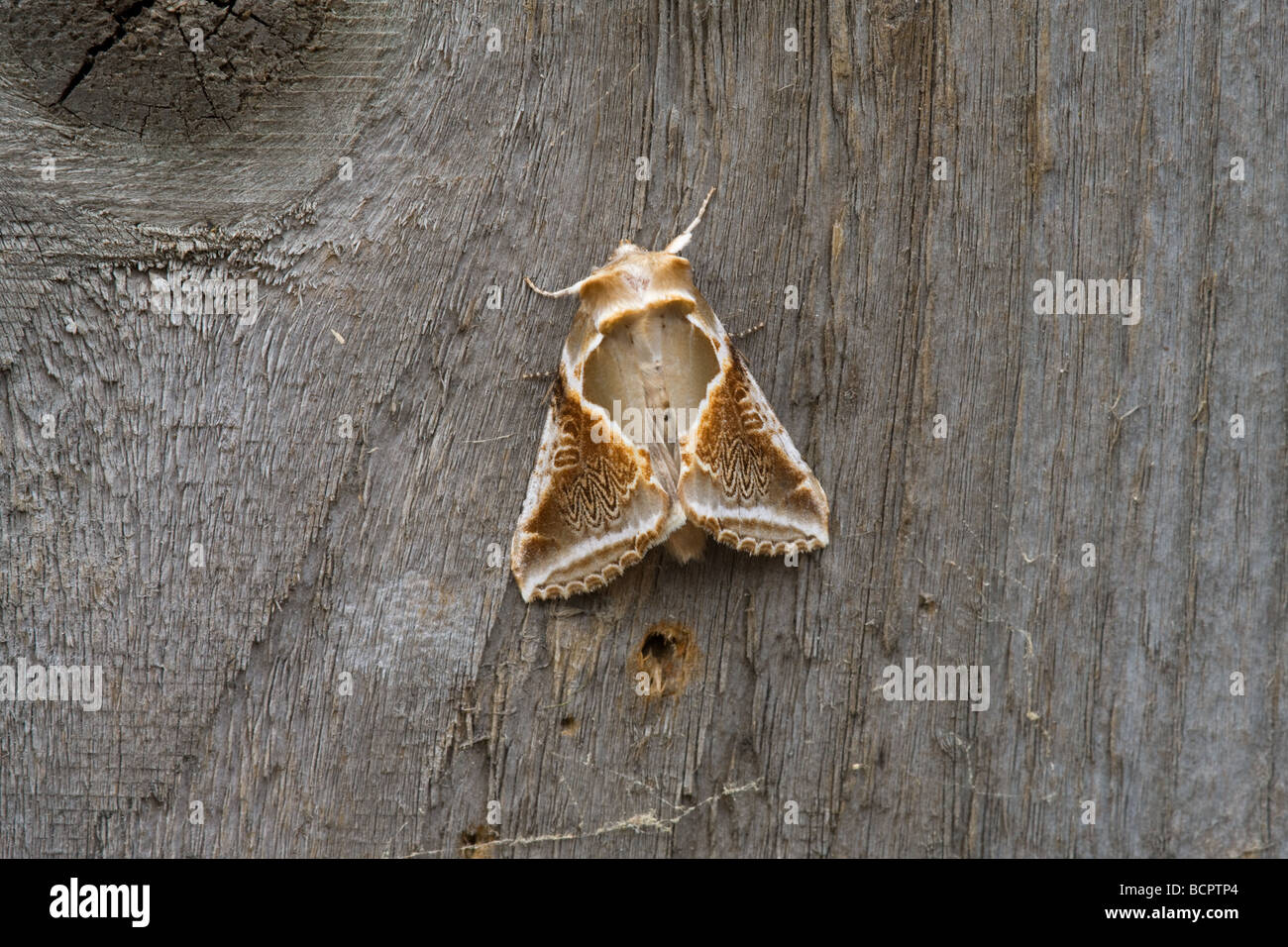 Buff Arches Habrosyne pyritoides adult moth at rest Stock Photo - Alamy