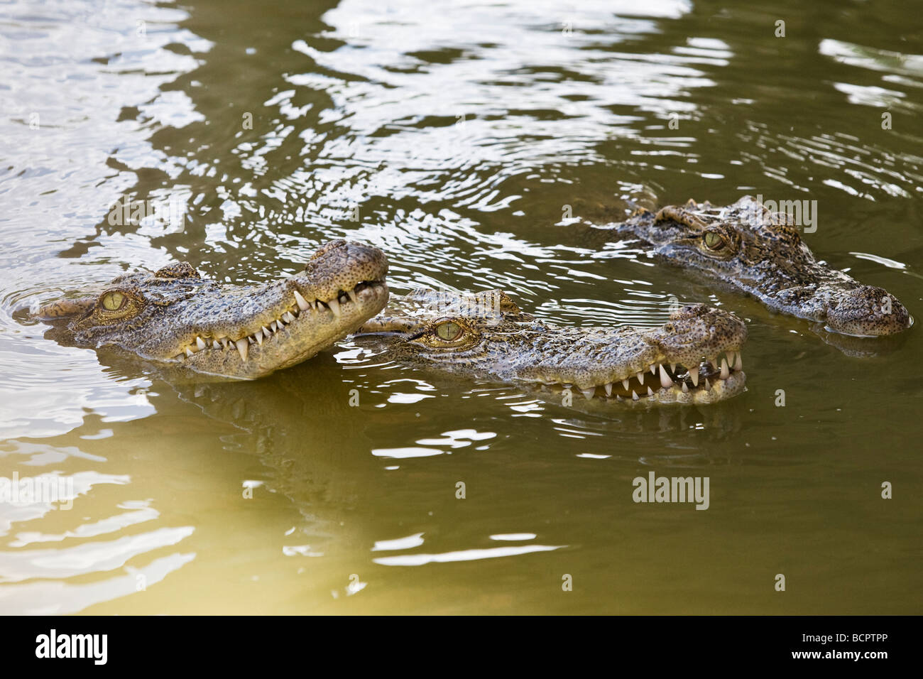 Crocodiles poking their heads out of the water in Vietnam Stock Photo ...