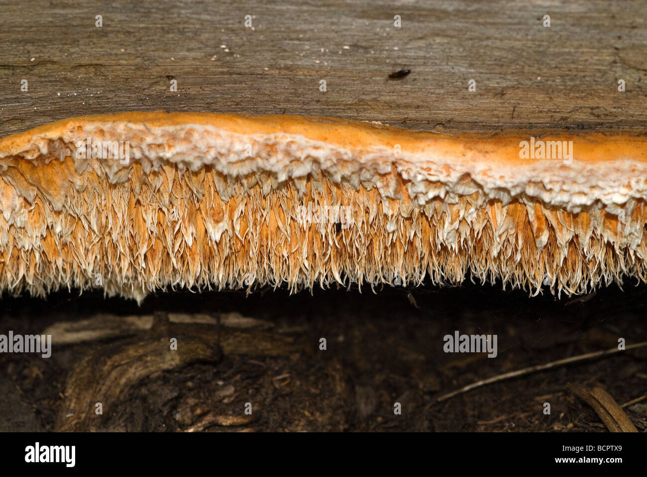 Orangerotor hi-res stock photography and images - Alamy