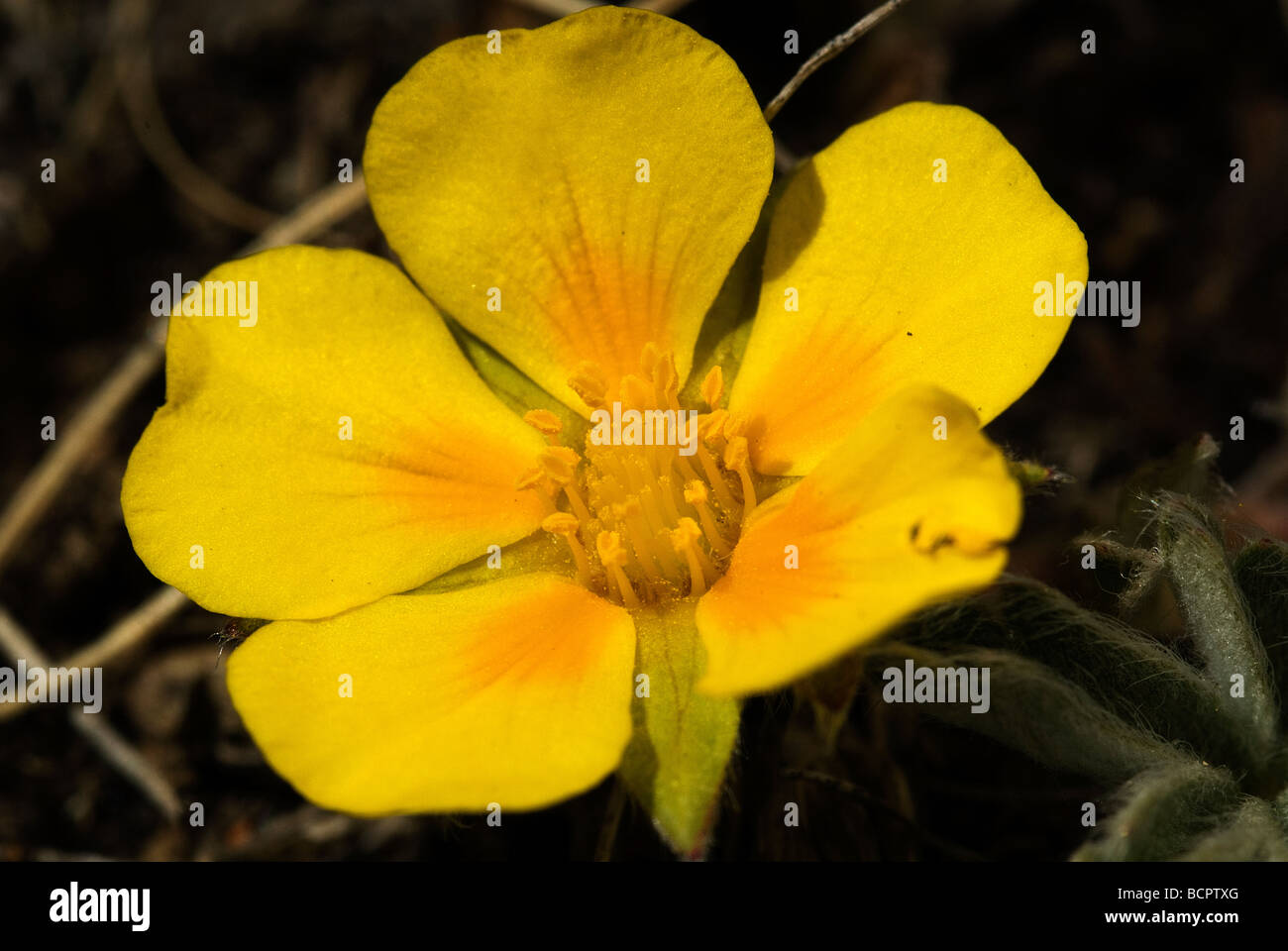 Early Cinquefoil Potentilla concinna Square Top Lake Trail Arapaho N F ...