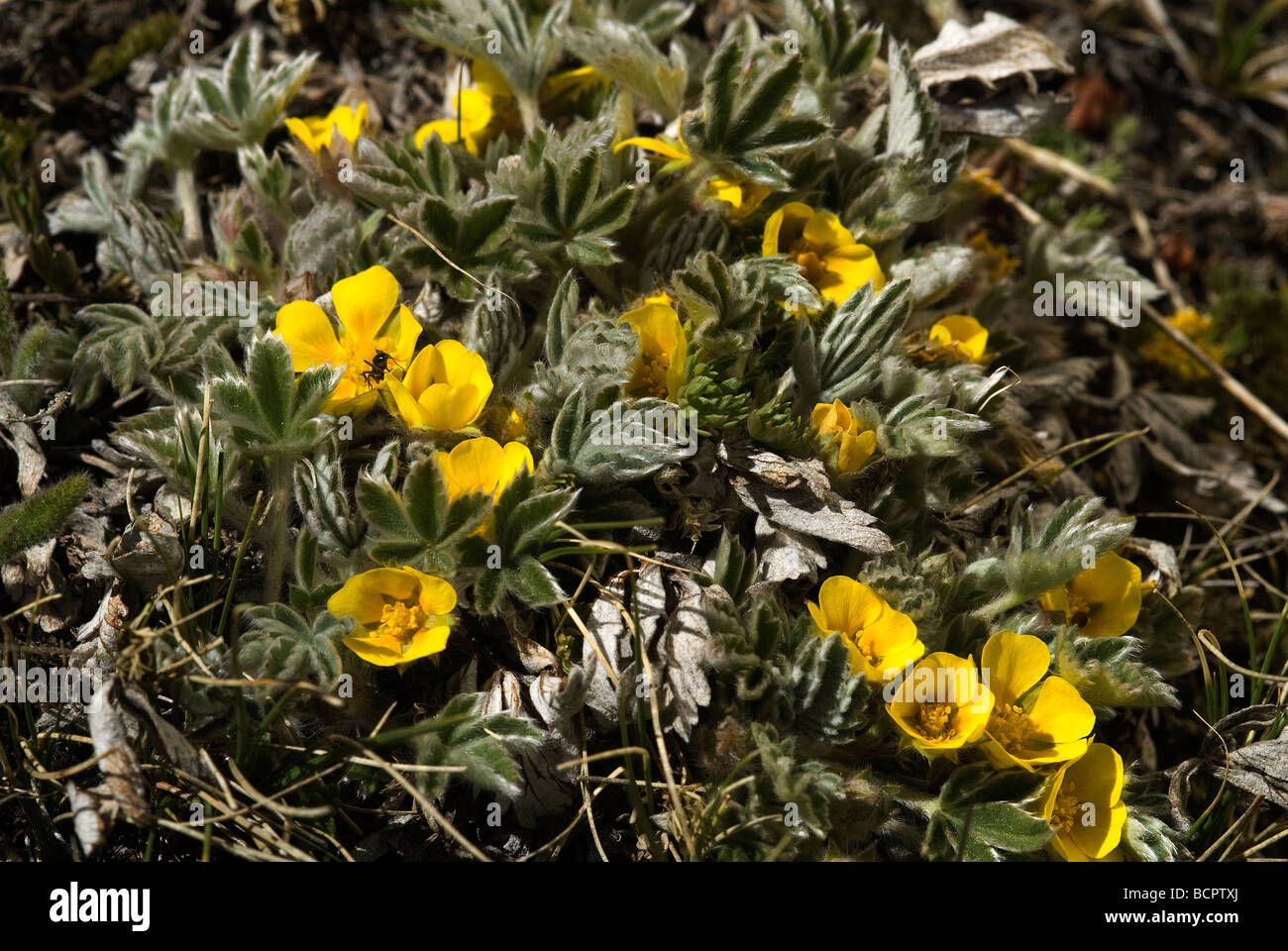Early Cinquefoil Potentilla concinna Square Top Lake Trail Arapaho N F ...